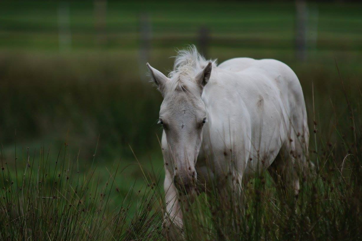 Meine Handvoll Hufeisen - Jungpferdeausbildung - Das Fohlen ABC – Meine ...